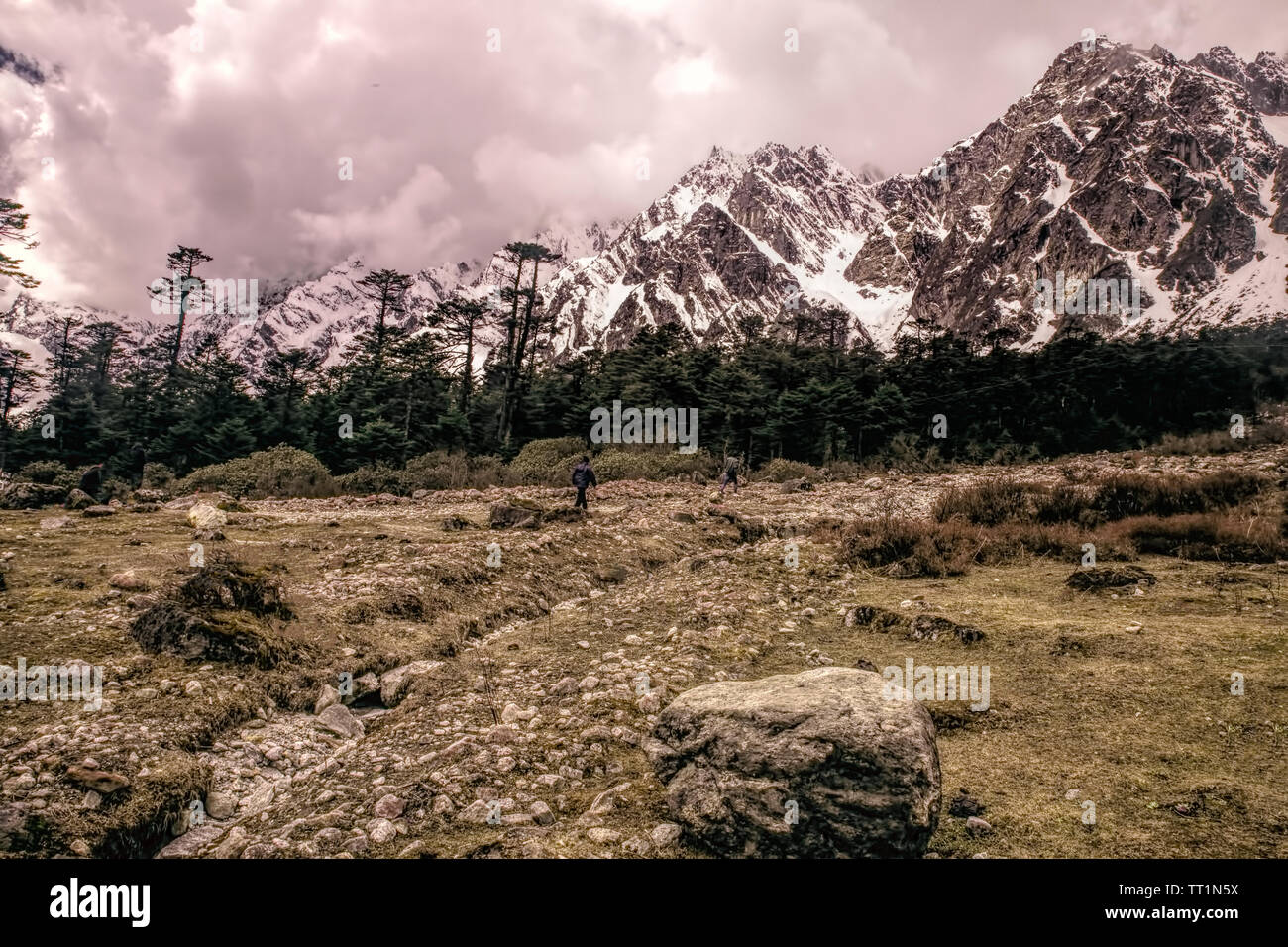 Sikkim fir hi-res stock photography and images - Alamy