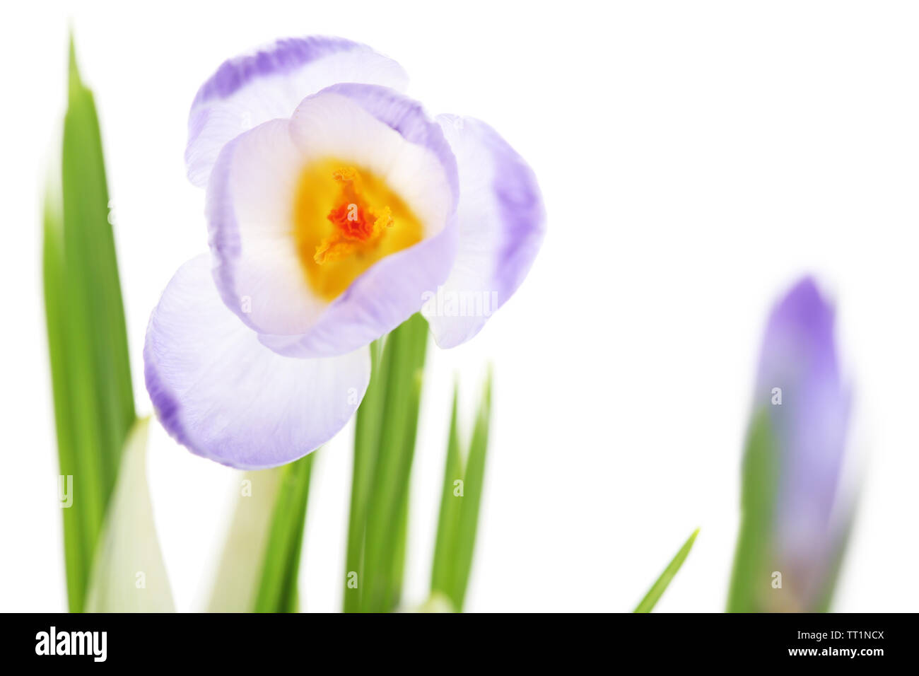 Crocus isolated on white Stock Photo - Alamy