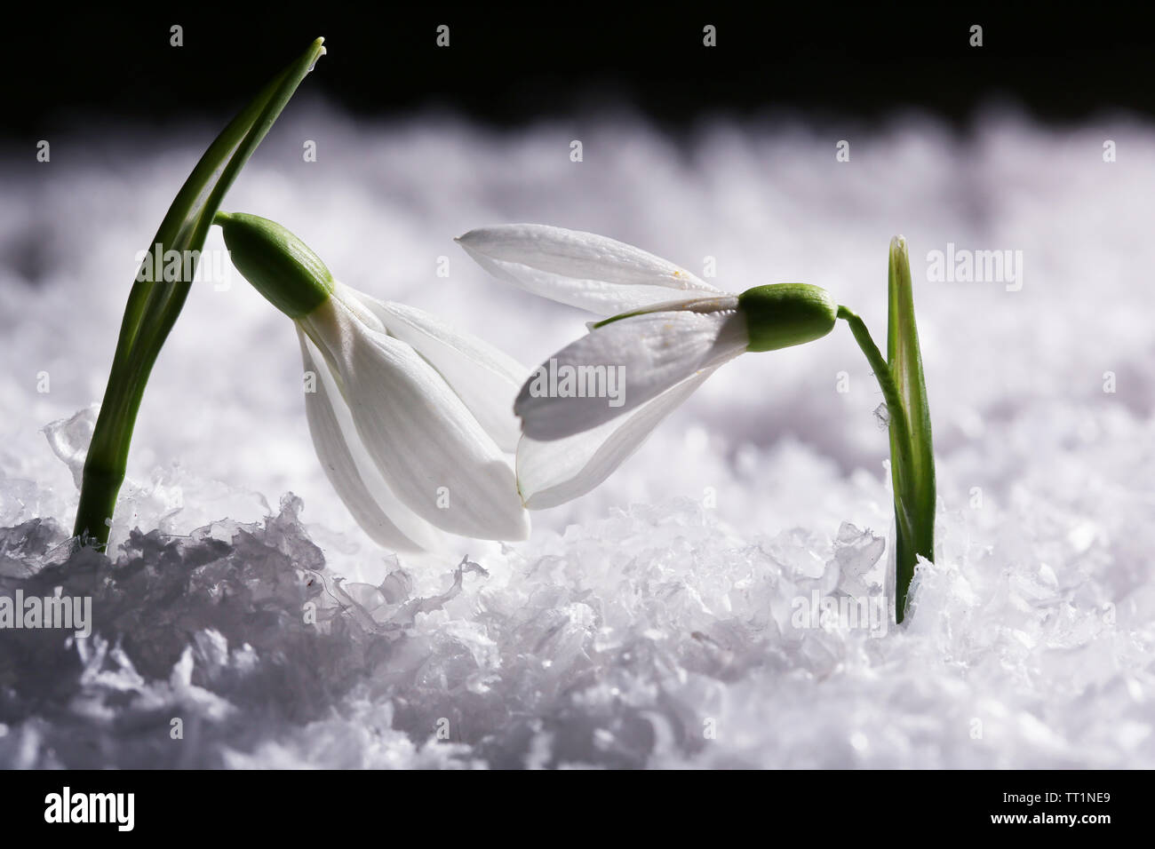 Beautiful snowdrop, snow background Stock Photo - Alamy