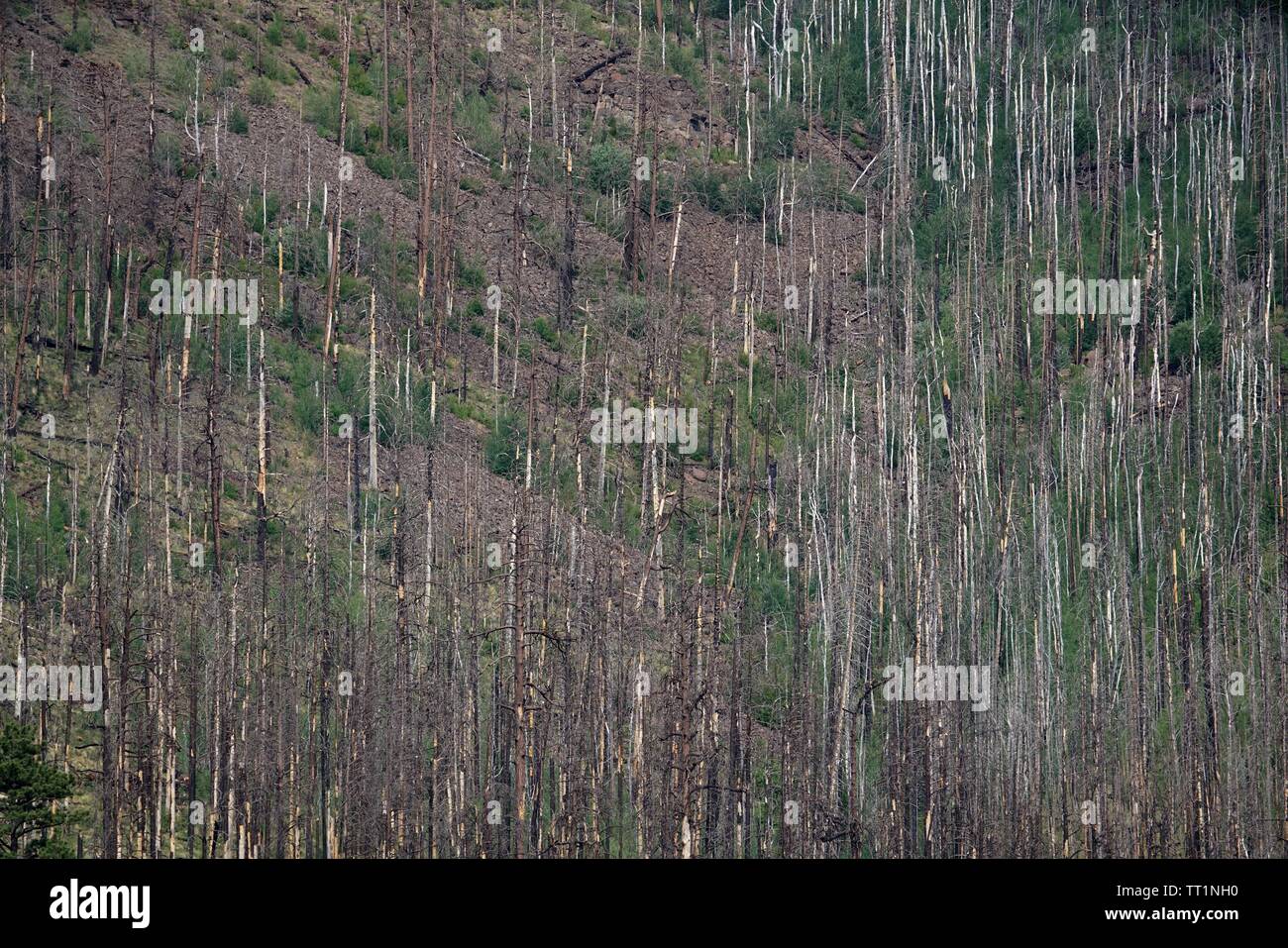 Dead trees remain after a wildfire scorched the area Stock Photo - Alamy