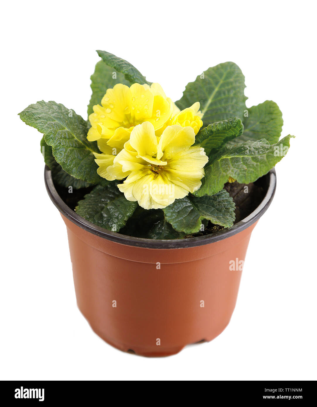 Yellow primrose in brown pot isolated on white Stock Photo - Alamy