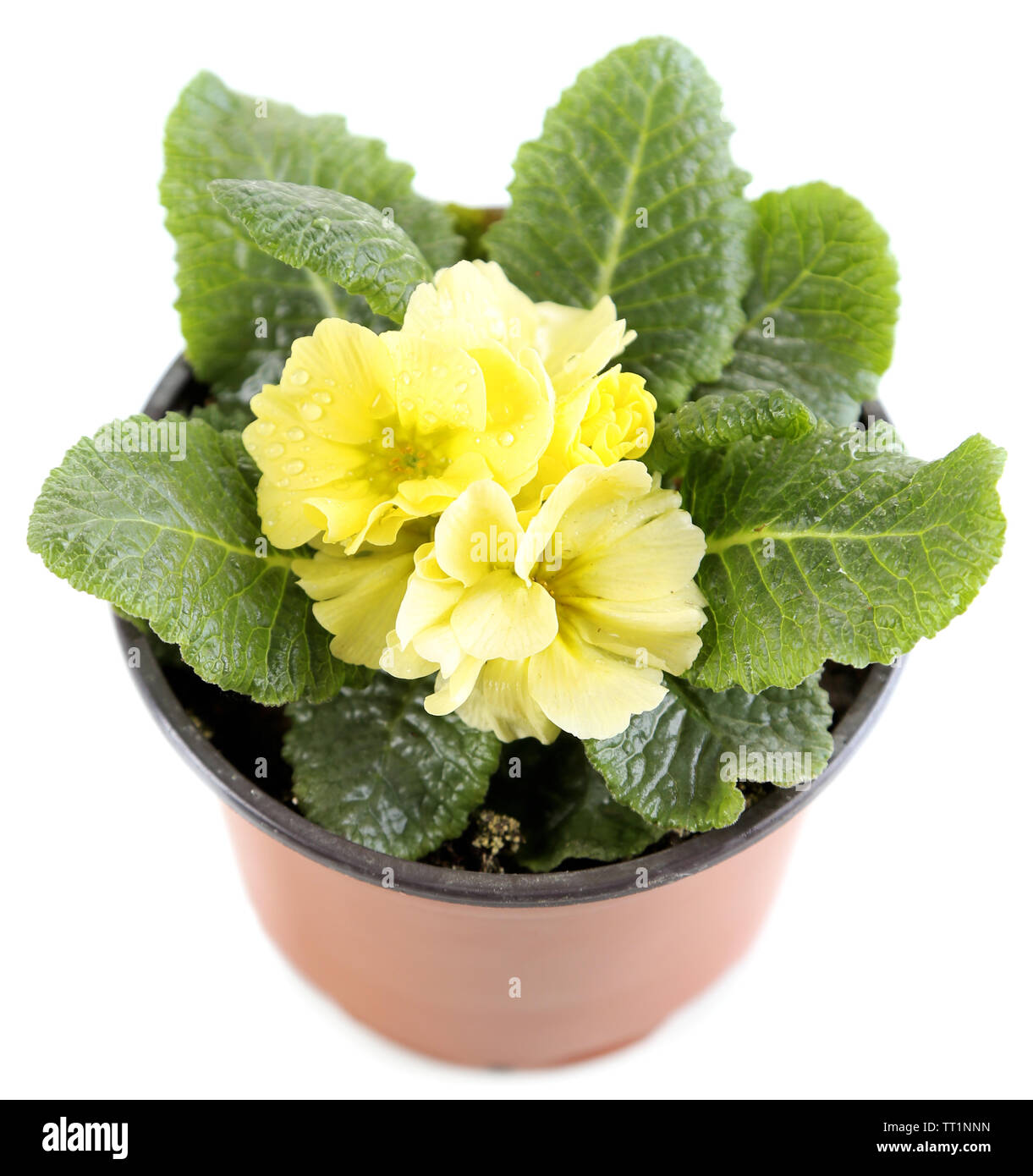 Yellow primrose in brown pot isolated on white Stock Photo - Alamy