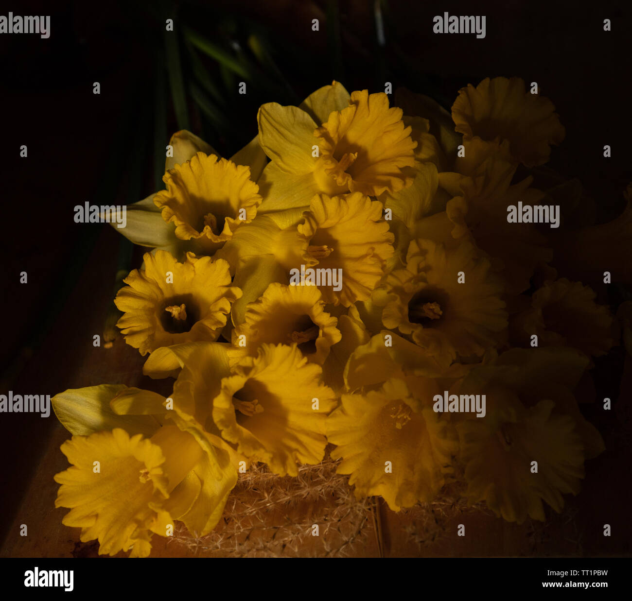 Daffodils against dark background hi-res stock photography and images ...