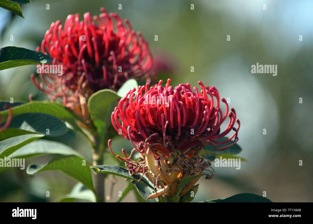 Native waratah telopea flowers australia hi-res stock photography and ...