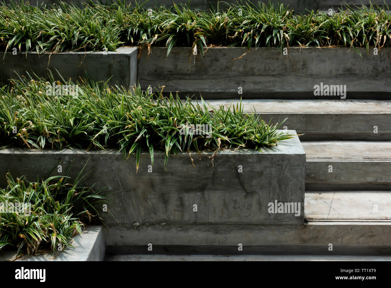tree in stone pot Stock Photo - Alamy