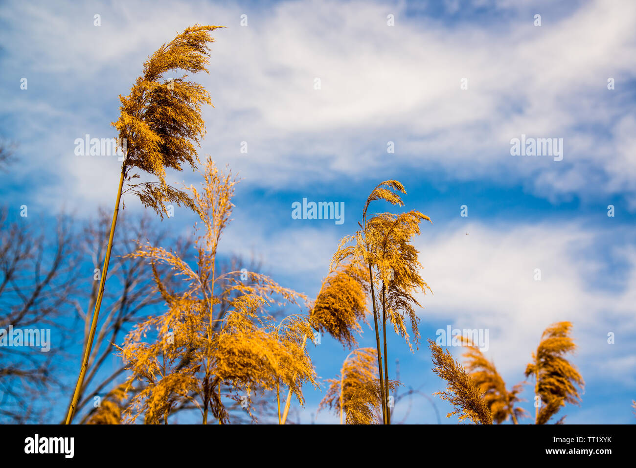 Reed swinging in wind on Helene island with the Biosphere background in ...