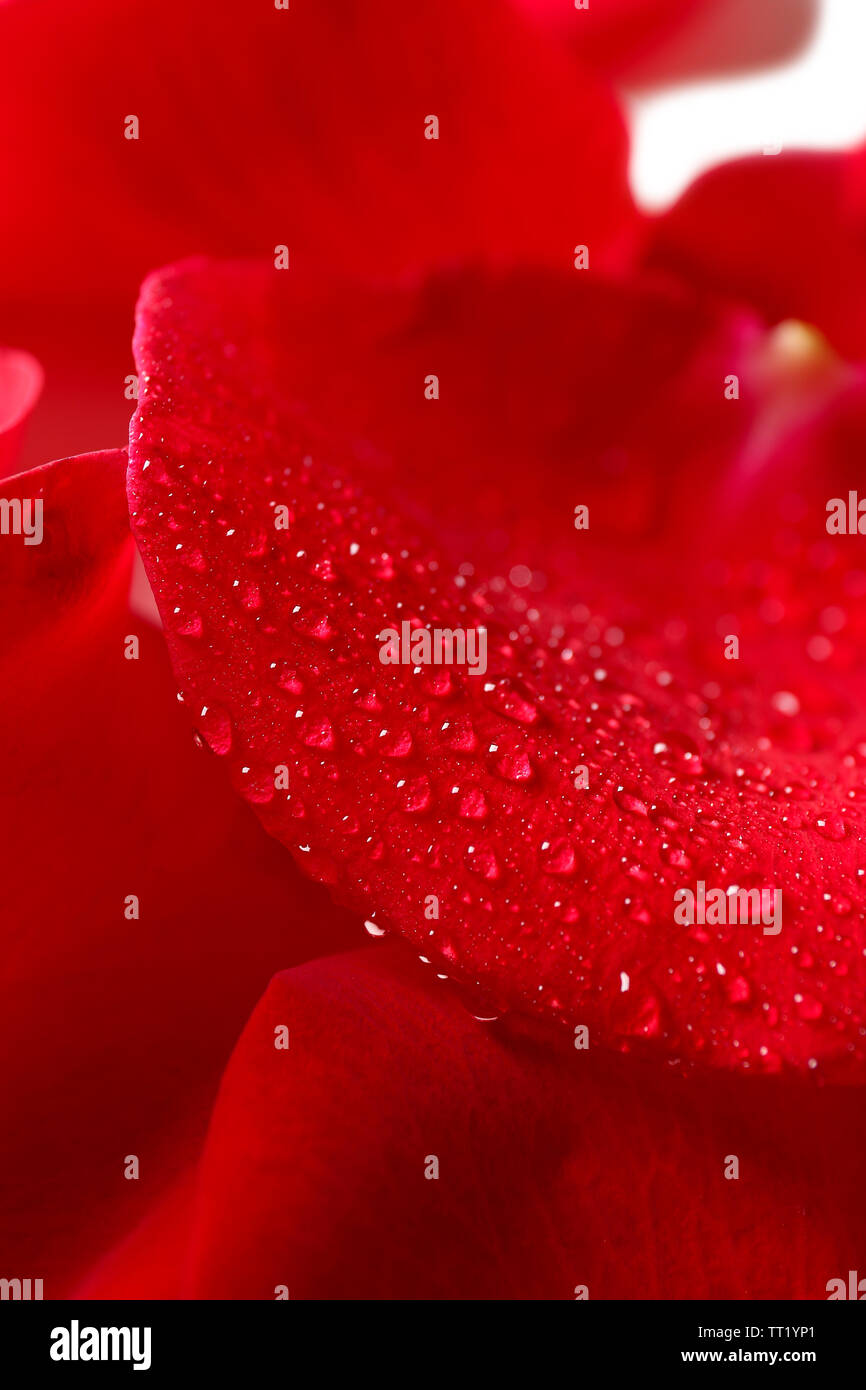Beautiful red rose petals, close up Stock Photo - Alamy