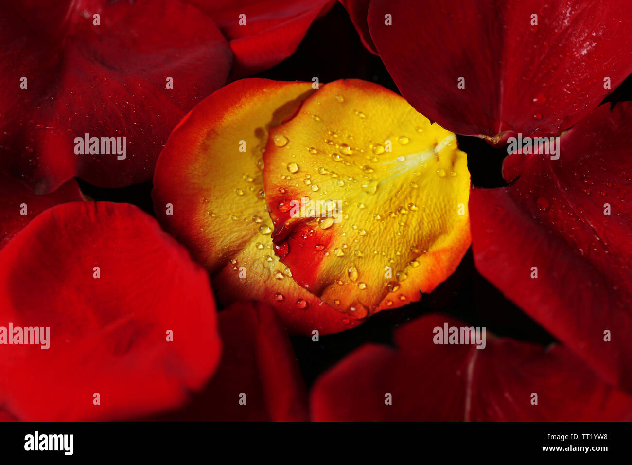 Beautiful rose petals, close up Stock Photo - Alamy