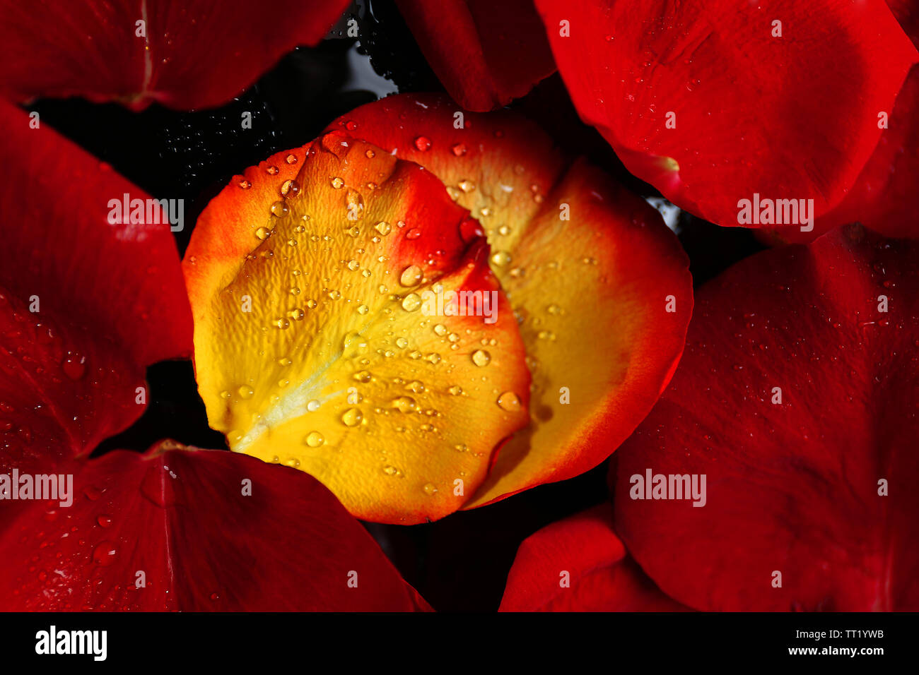Beautiful rose petals, close up Stock Photo - Alamy