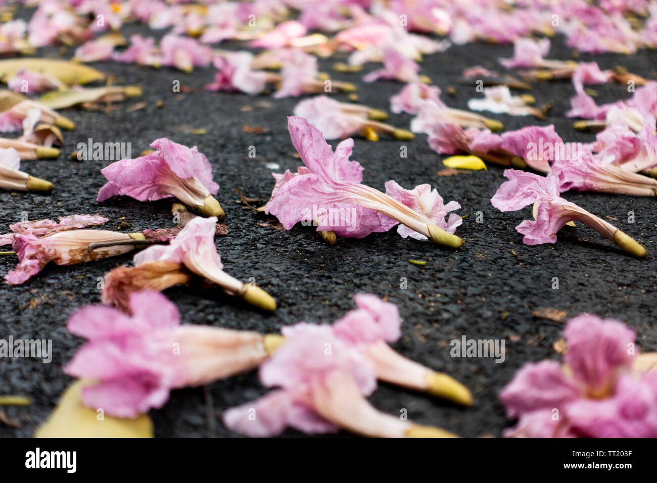 Pink flowers fall on the road Stock Photo - Alamy
