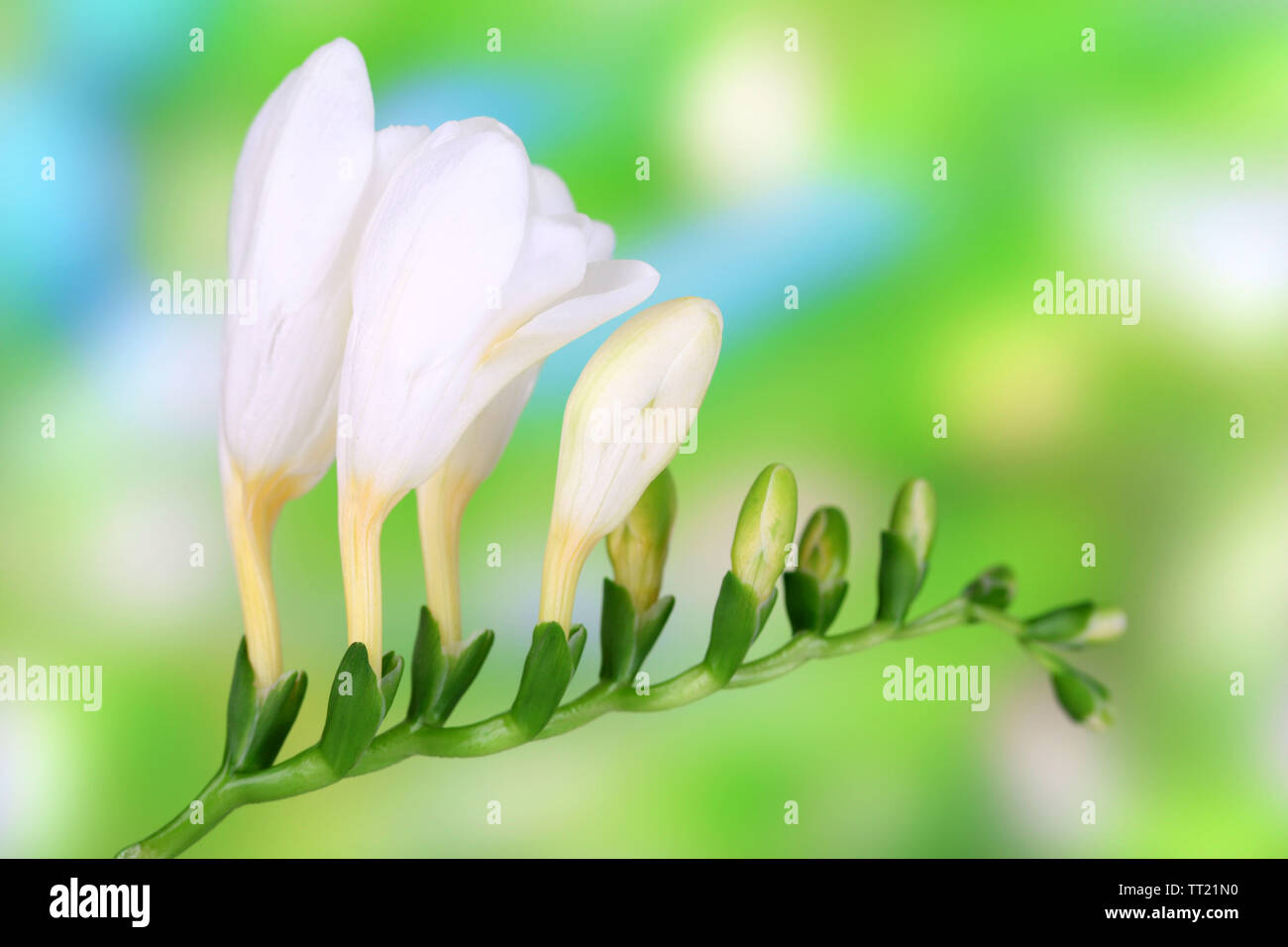 Beautiful freesias on green nature background Stock Photo - Alamy