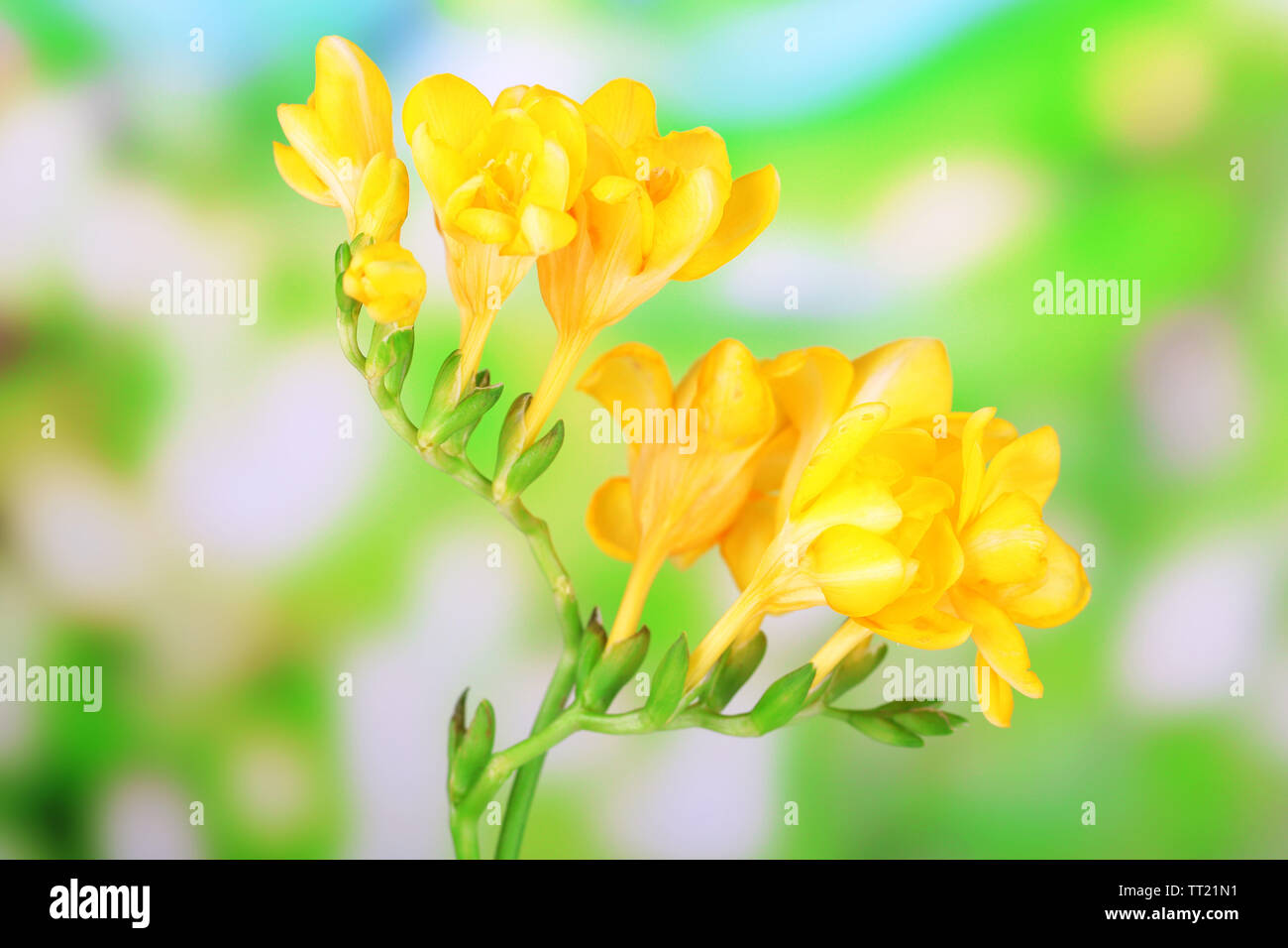 Beautiful freesias on green nature background Stock Photo - Alamy