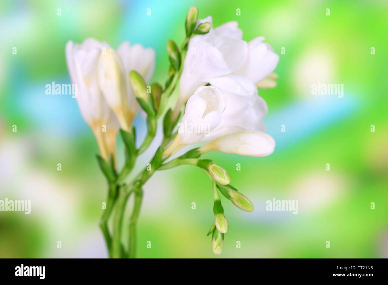Beautiful freesias on green nature background Stock Photo - Alamy