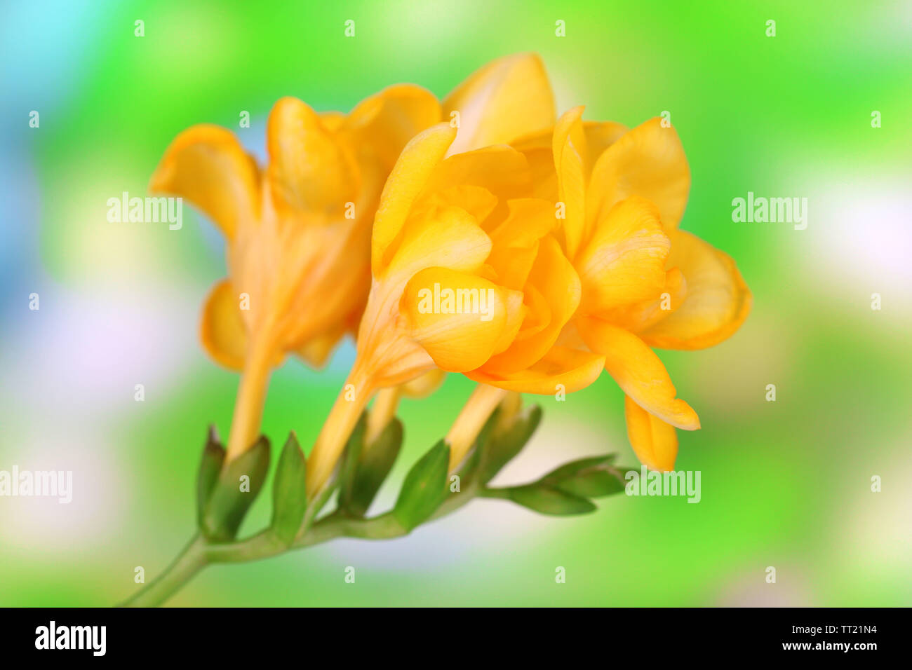 Beautiful freesias on green nature background Stock Photo - Alamy