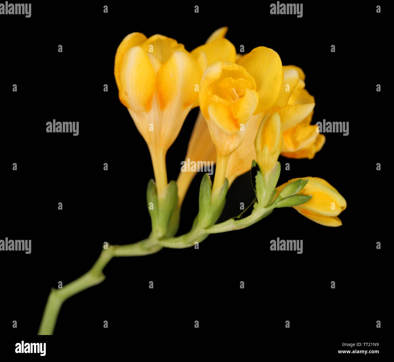 Beautiful freesia on black background Stock Photo - Alamy