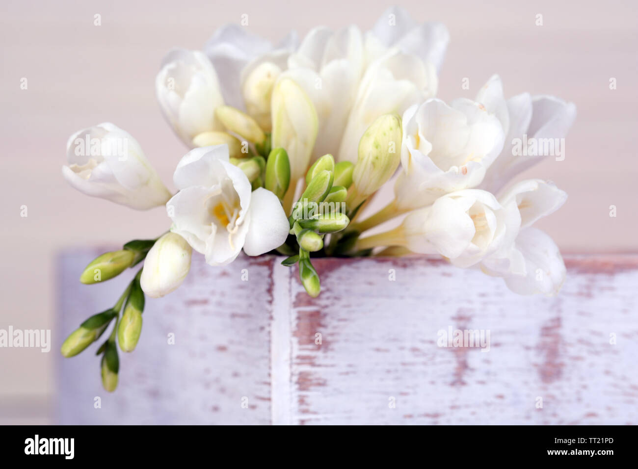 Beautiful freesias in wooden box Stock Photo - Alamy