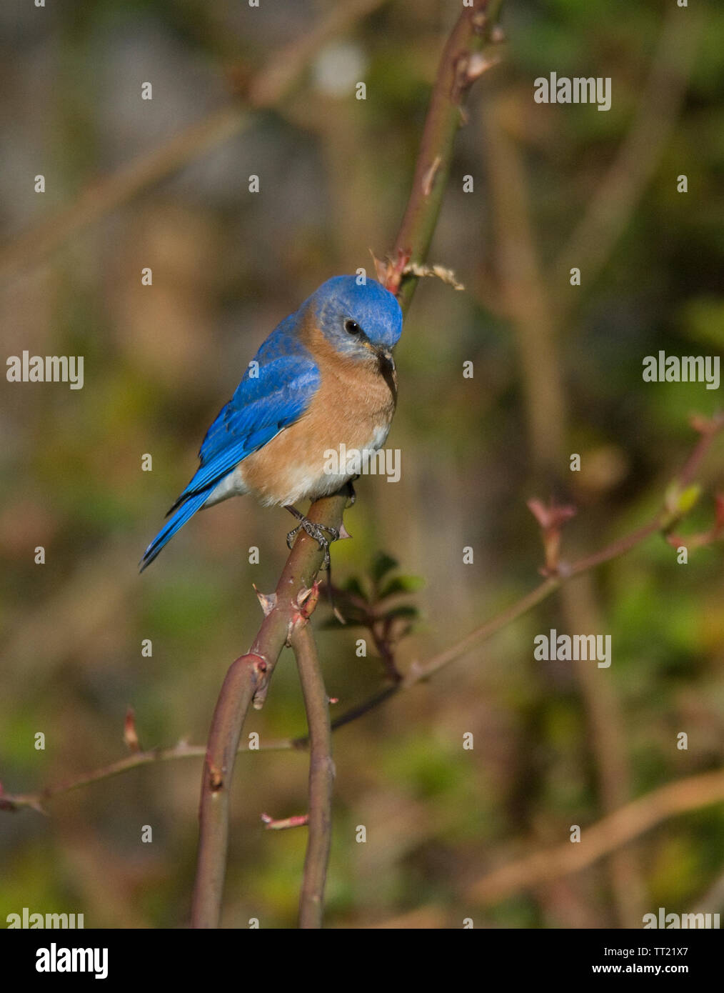 Eastern Bluebird :: Sialia sialis Stock Photo - Alamy