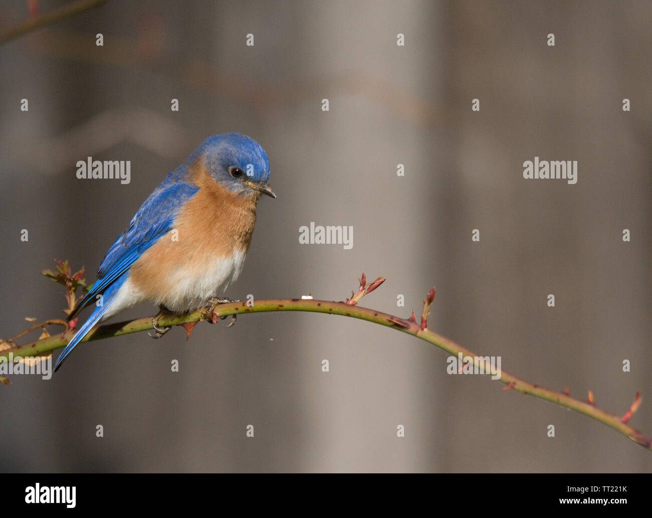 Eastern Bluebird :: Sialia sialis Stock Photo - Alamy