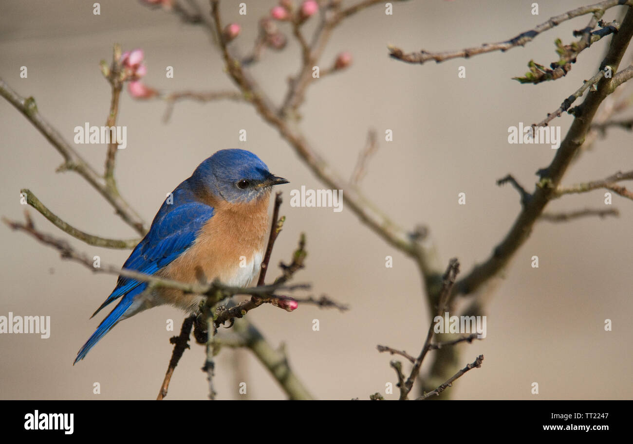 Eastern Bluebird :: Sialia sialis Stock Photo - Alamy