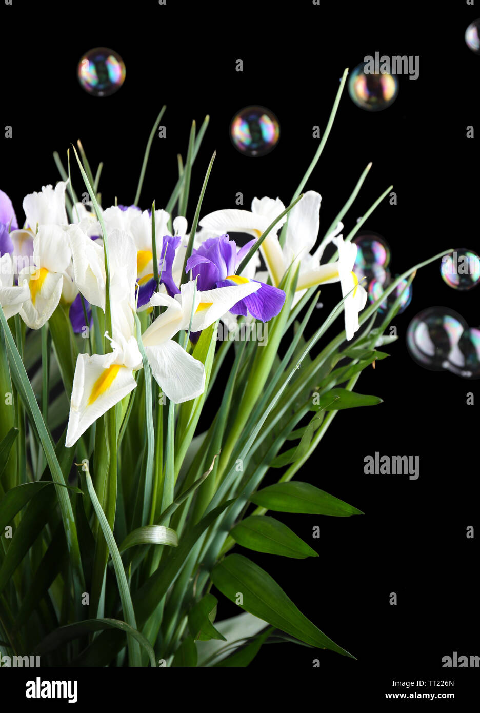 Beautiful irises on black background Stock Photo - Alamy