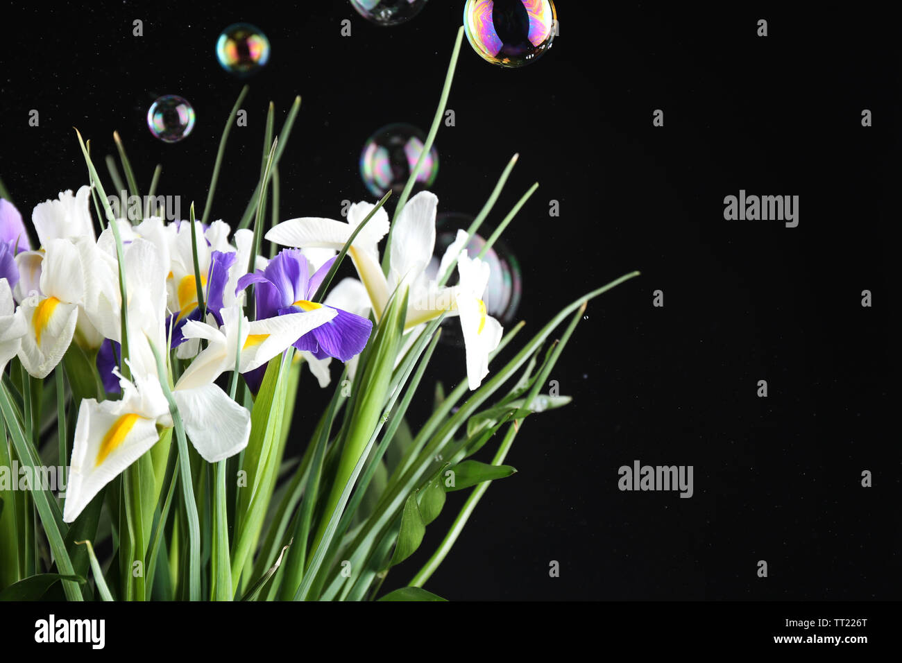 Beautiful irises on black background Stock Photo - Alamy