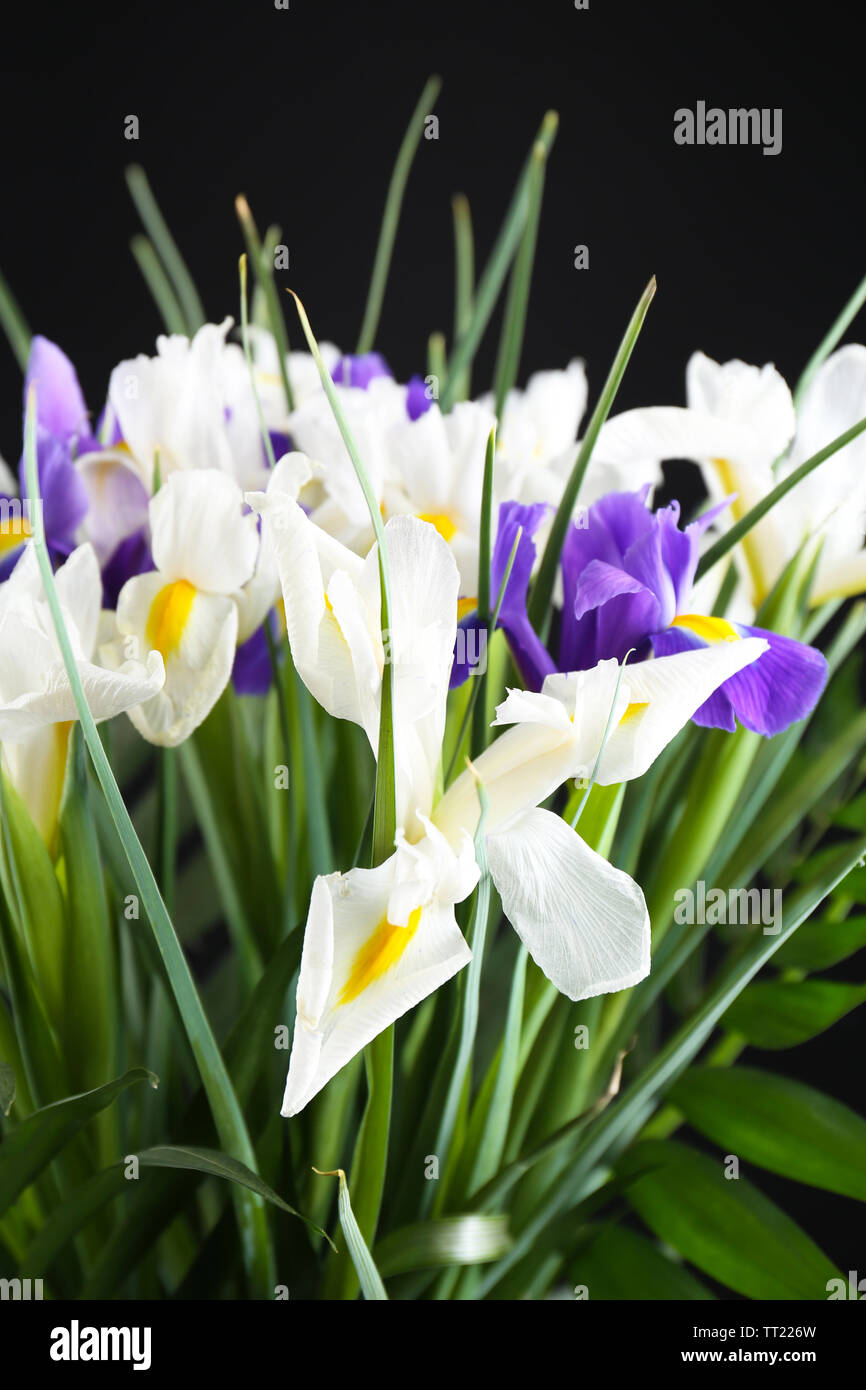 Beautiful irises on black background Stock Photo - Alamy