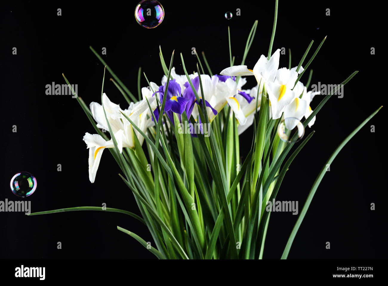 Beautiful irises on black background Stock Photo - Alamy