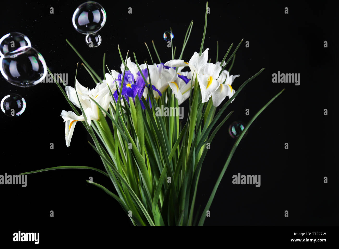 Beautiful irises on black background Stock Photo - Alamy