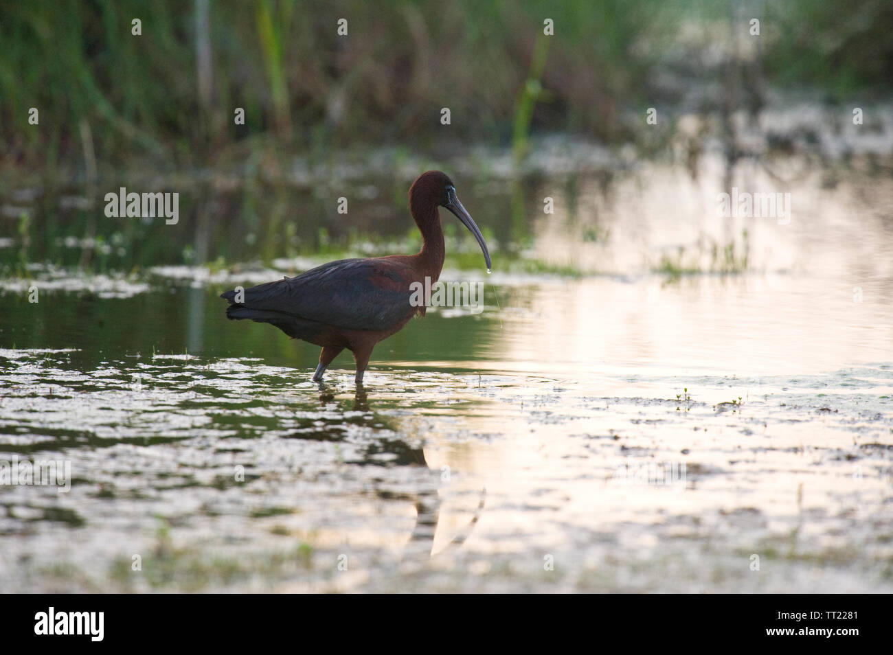 Glossy ibis nest hi-res stock photography and images - Alamy