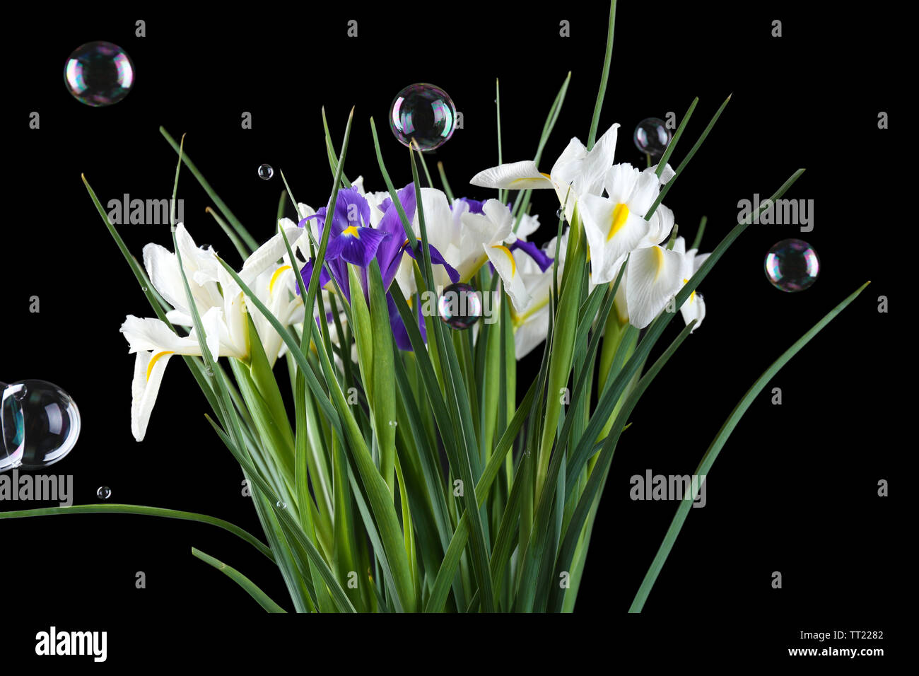Beautiful irises on black background Stock Photo - Alamy