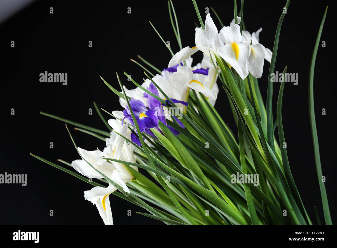 Beautiful irises on black background Stock Photo - Alamy