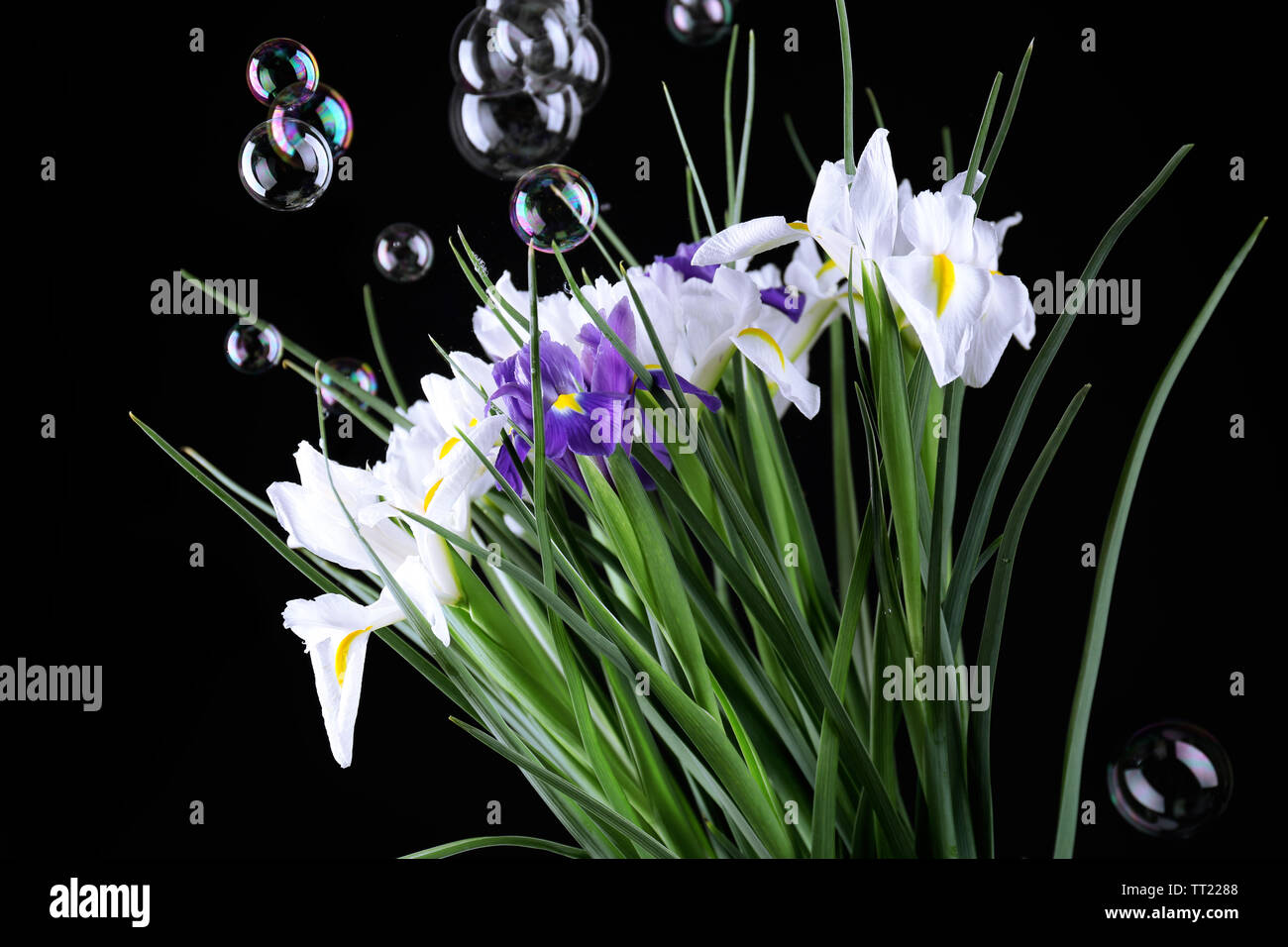 Beautiful irises on black background Stock Photo - Alamy