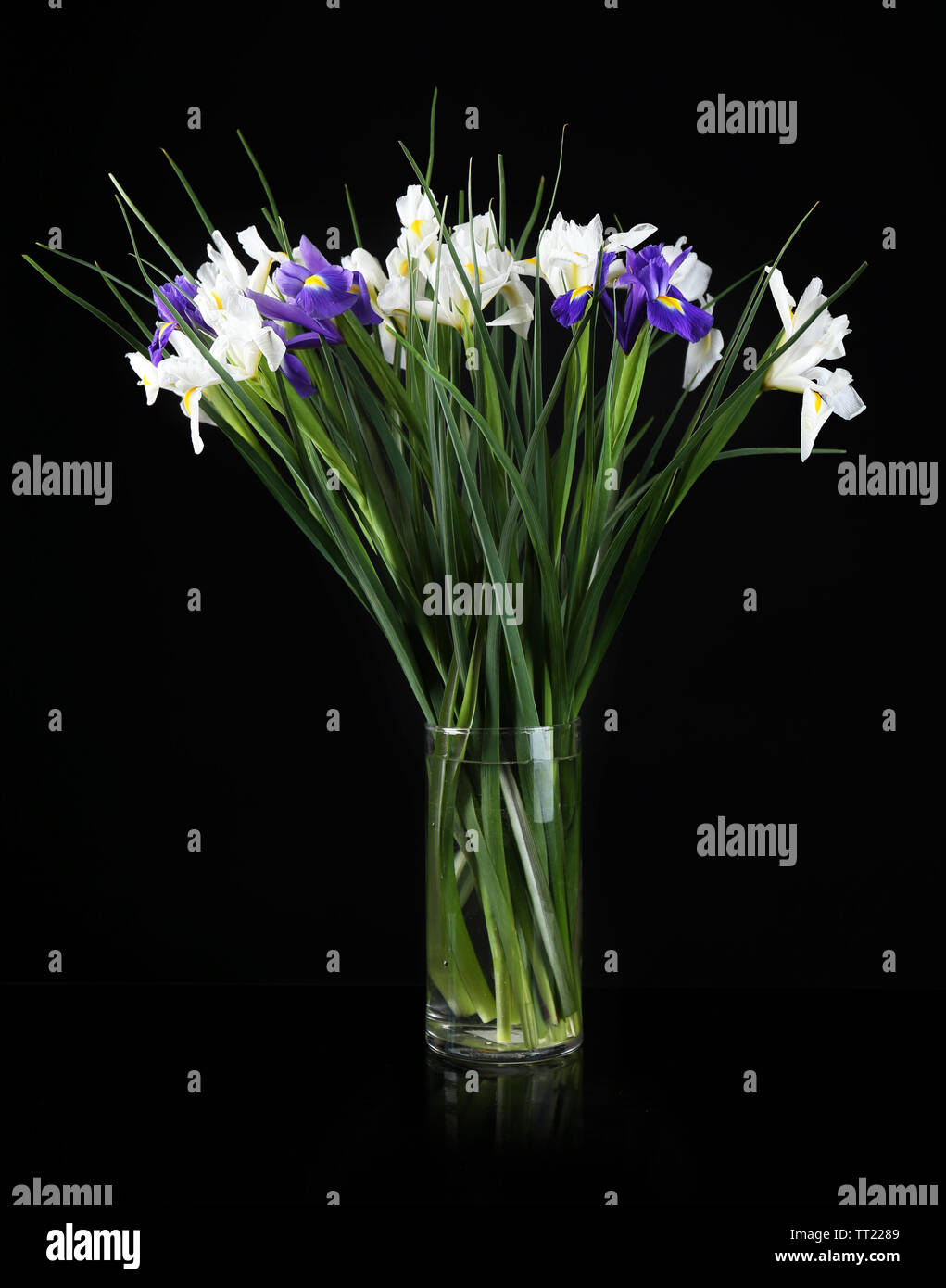 Beautiful irises on black background Stock Photo - Alamy