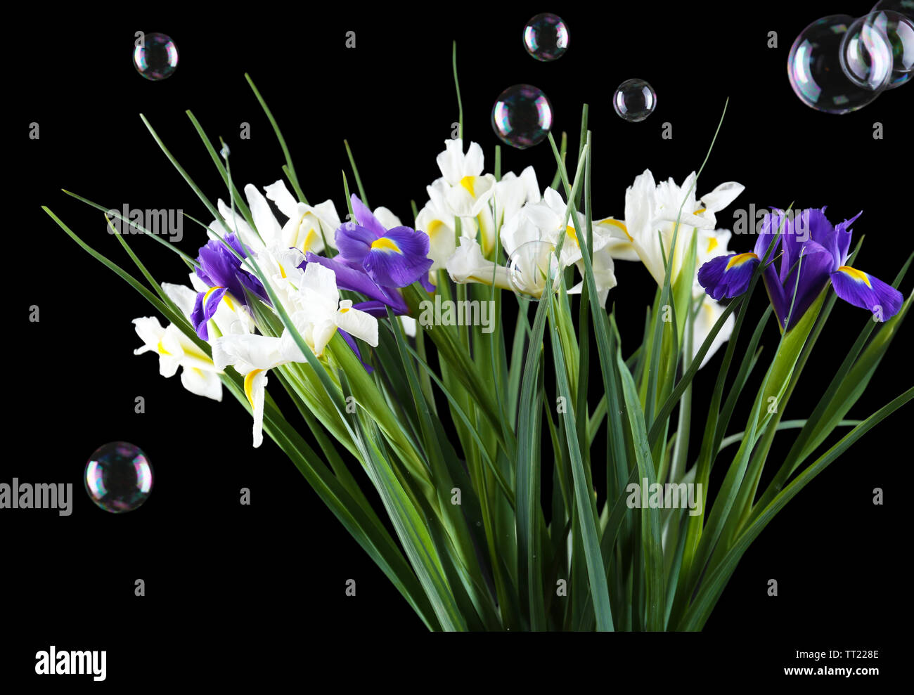 Beautiful irises on black background Stock Photo - Alamy