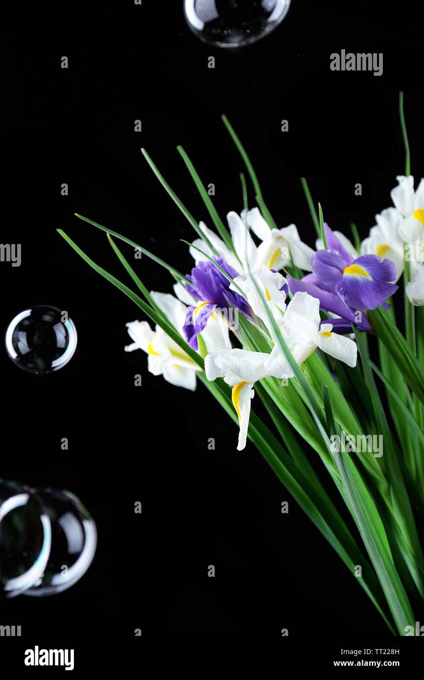 Beautiful irises on black background Stock Photo - Alamy