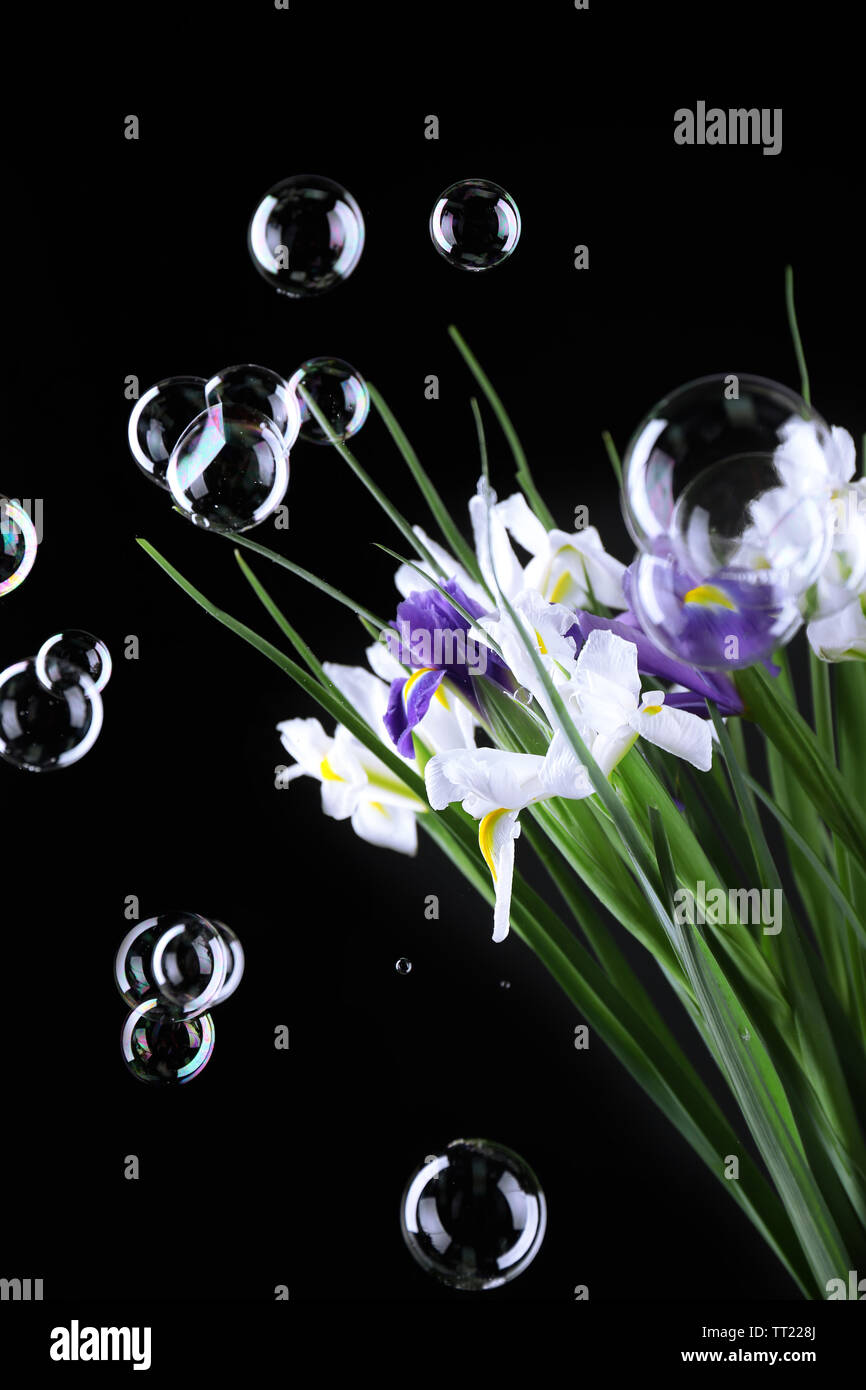 Beautiful irises on black background Stock Photo - Alamy
