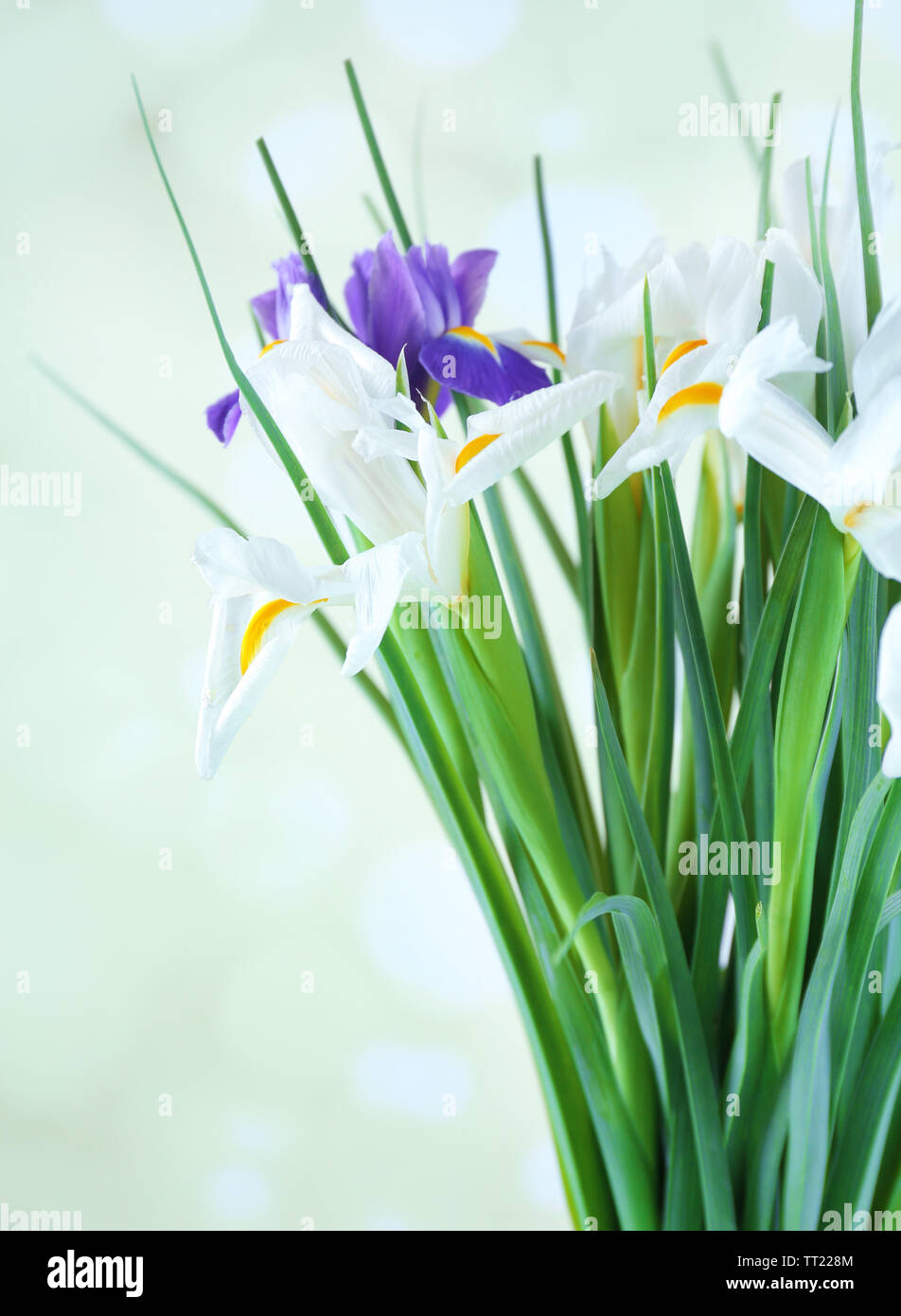 Many beautiful flowers irises hi-res stock photography and images - Alamy