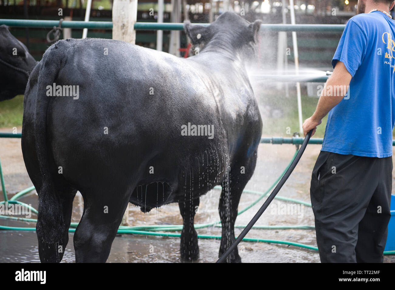 Beef cattle getting a bath before they are shown at the 55th Annual ...