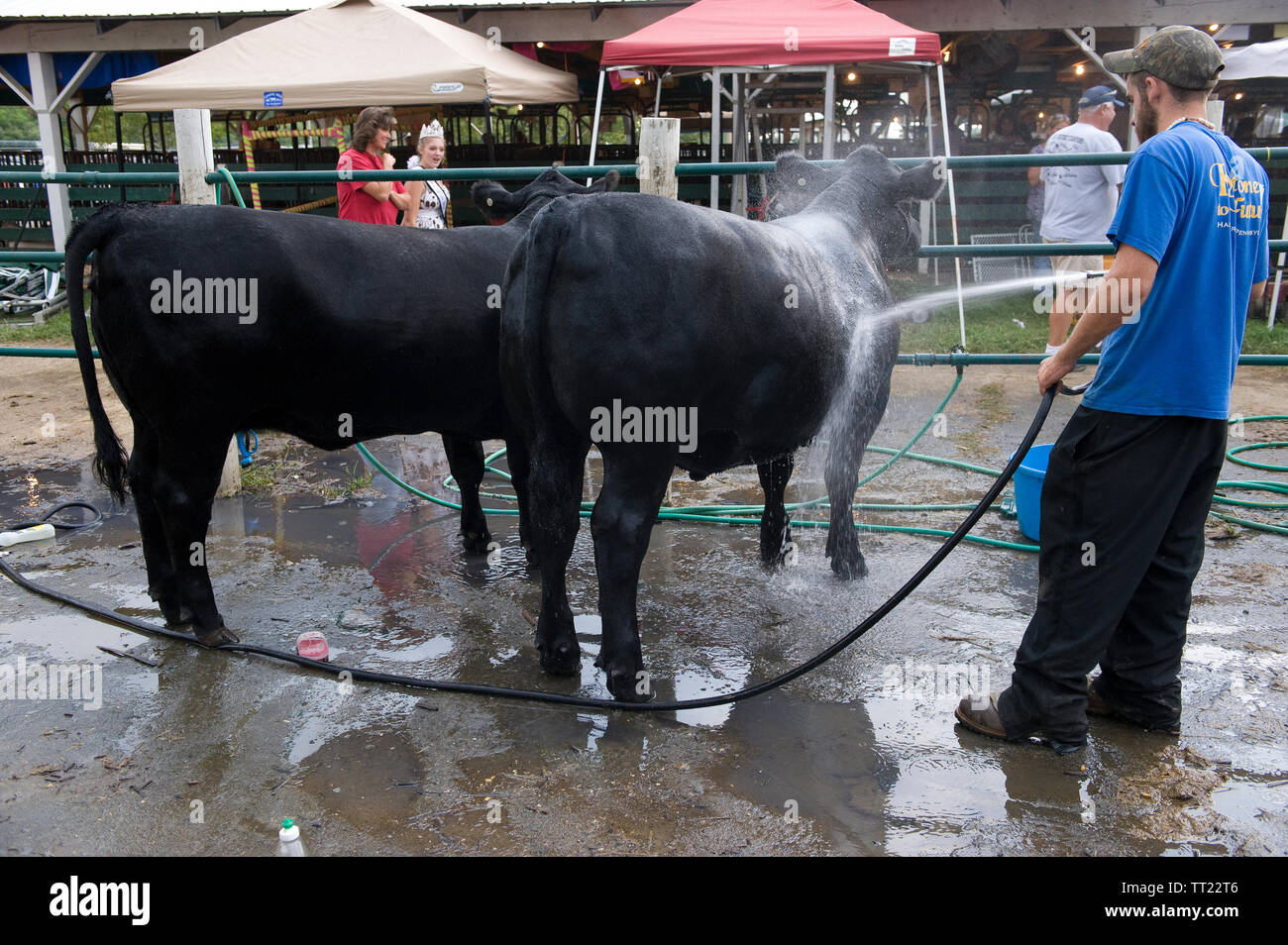 Beef cattle getting a bath before they are shown at the 55th Annual ...