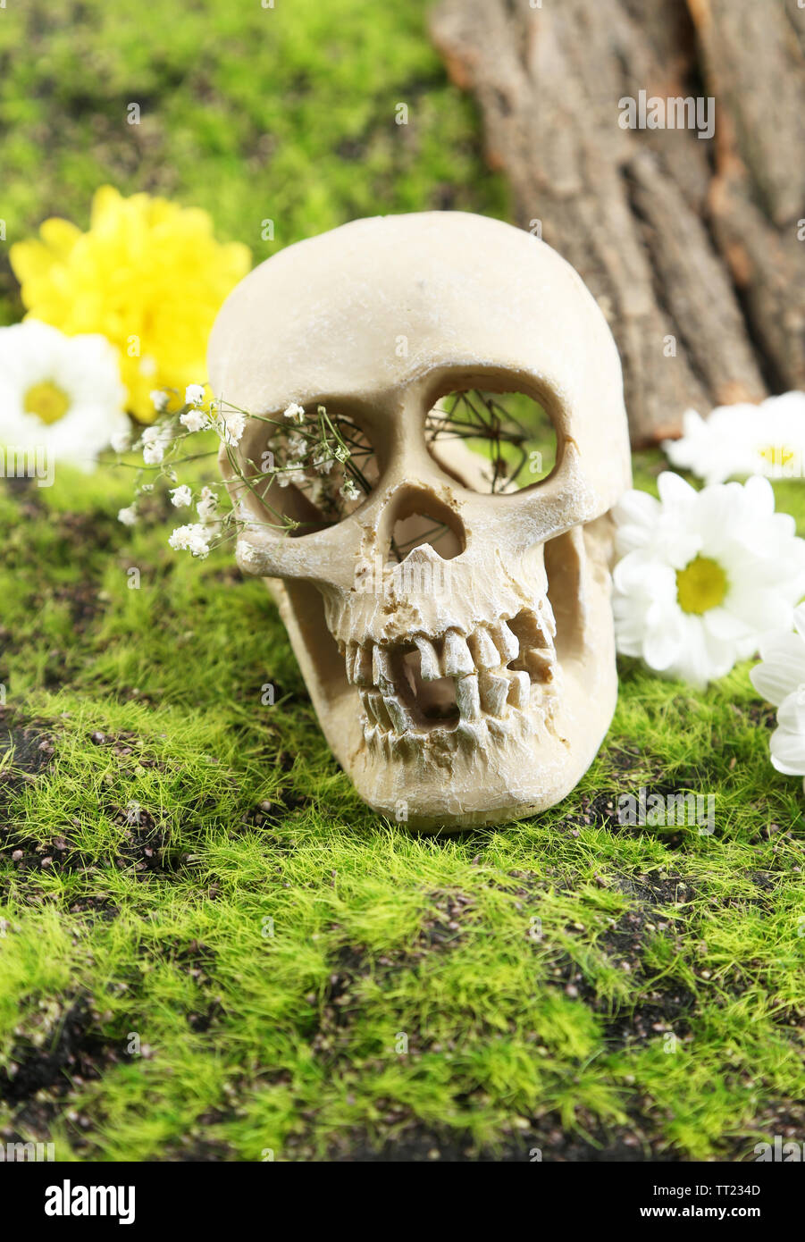 Skull with flowers on green grass background Stock Photo - Alamy
