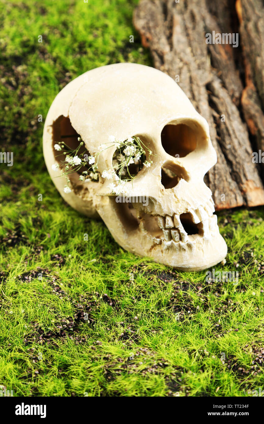 Skull with flowers on green grass background Stock Photo - Alamy
