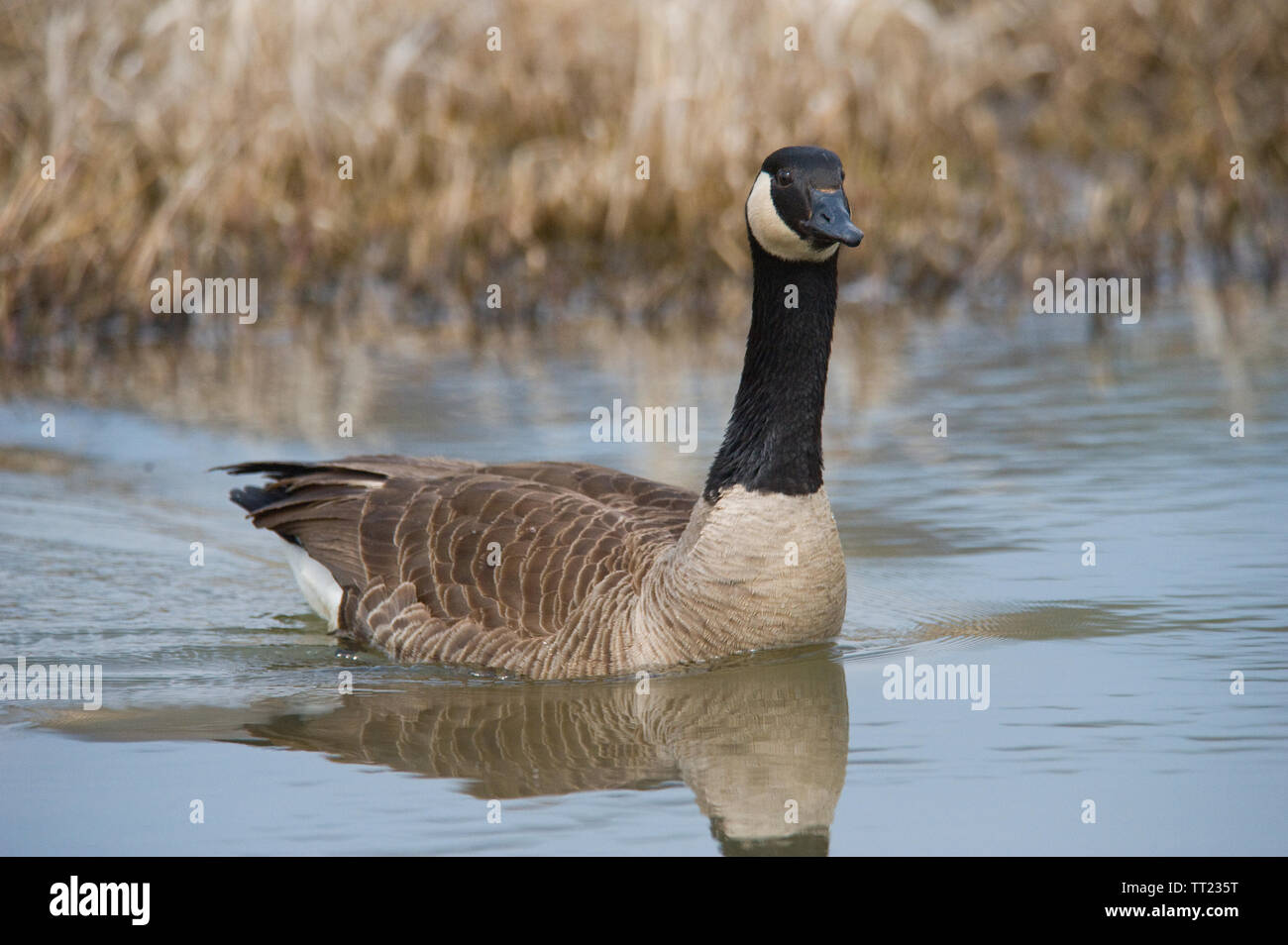 Canada Goose :: Branta canadensis Stock Photo - Alamy