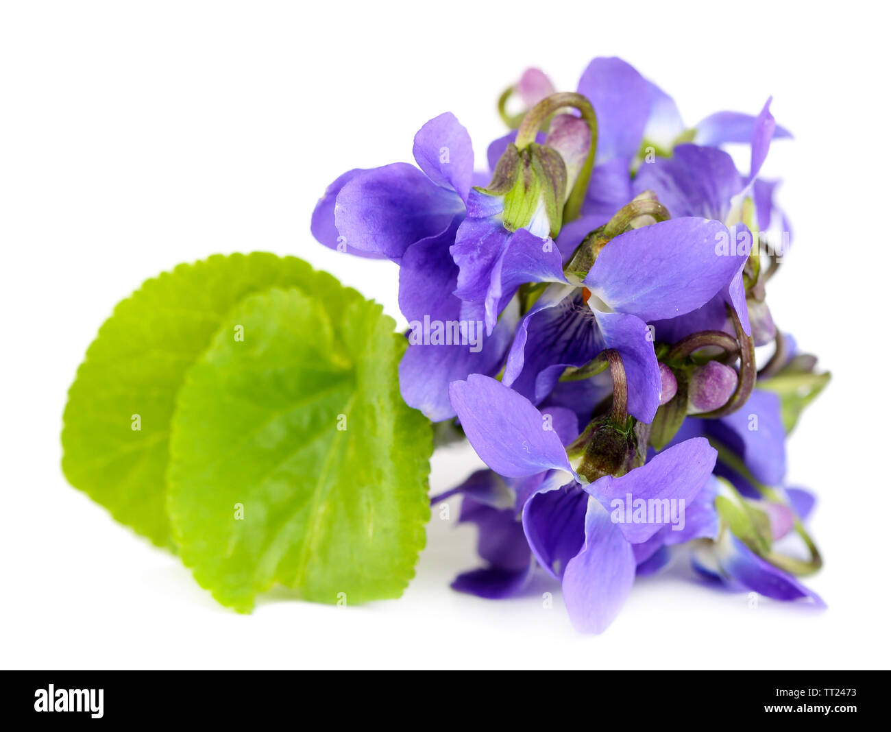 Violets flowers, isolated on white Stock Photo - Alamy