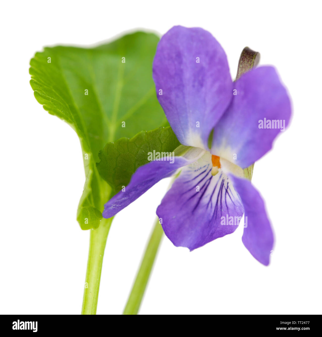 Close up forest violet Cut Out Stock Images & Pictures - Alamy