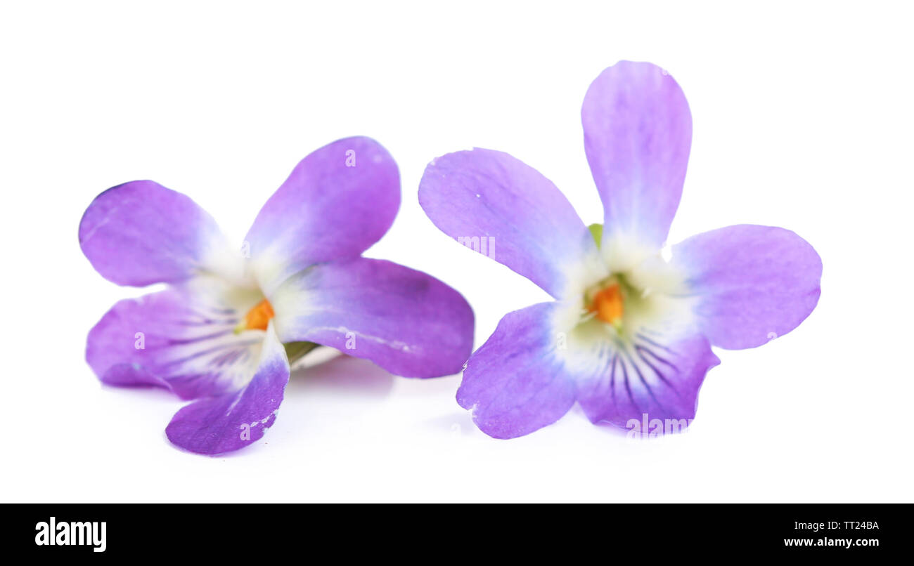 Little wildflowers Cut Out Stock Images & Pictures - Alamy