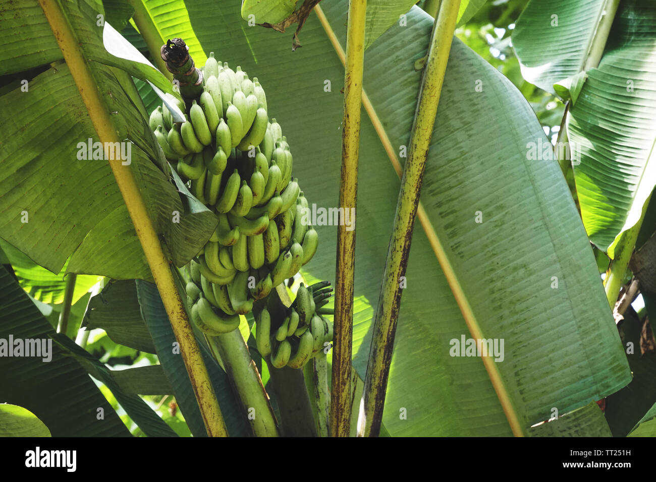 Banana tree fruit hi-res stock photography and images - Alamy