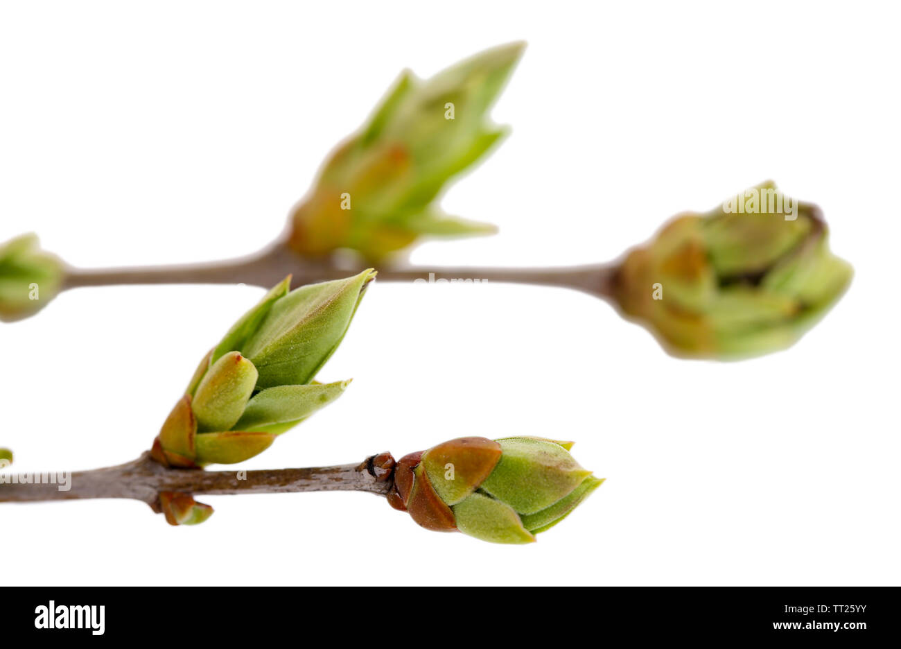 Leaf bud isolated on white Stock Photo - Alamy