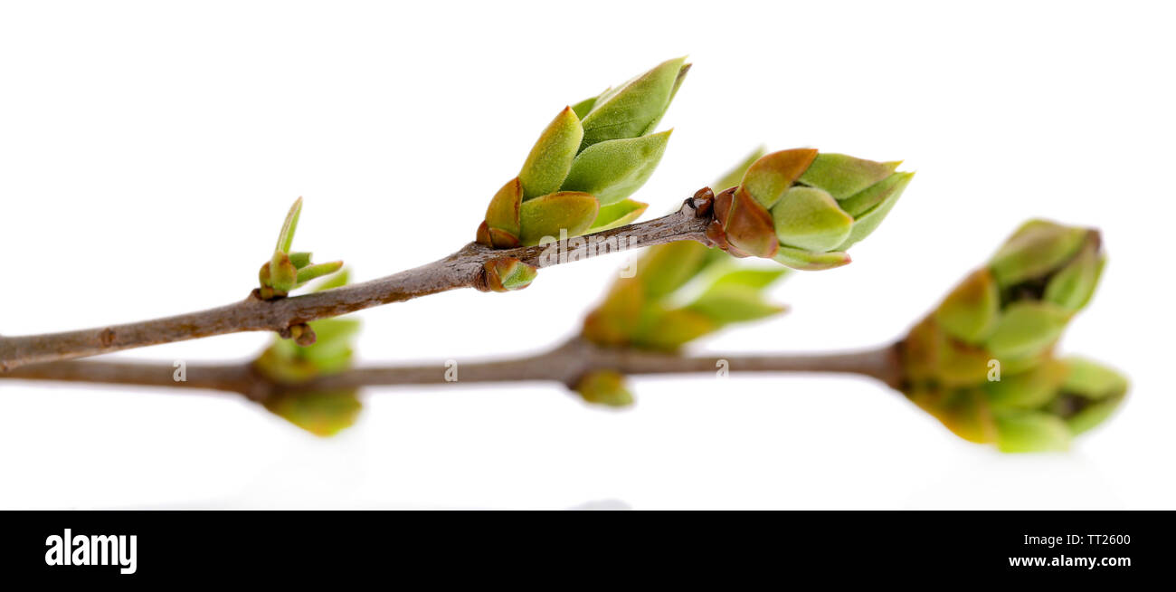 Leaf bud isolated on white Stock Photo - Alamy