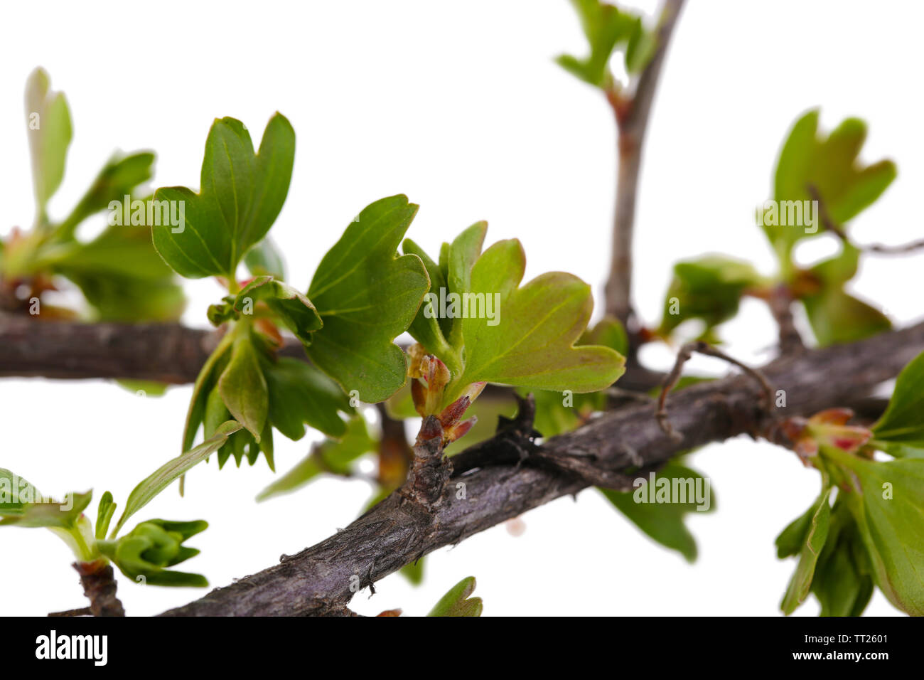Leaf bud isolated on white Stock Photo - Alamy