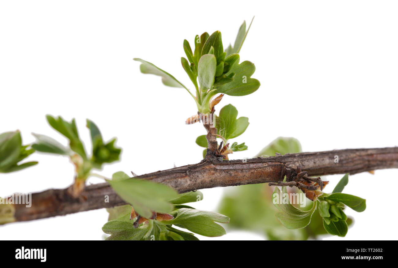 Leaf bud isolated on white Stock Photo - Alamy